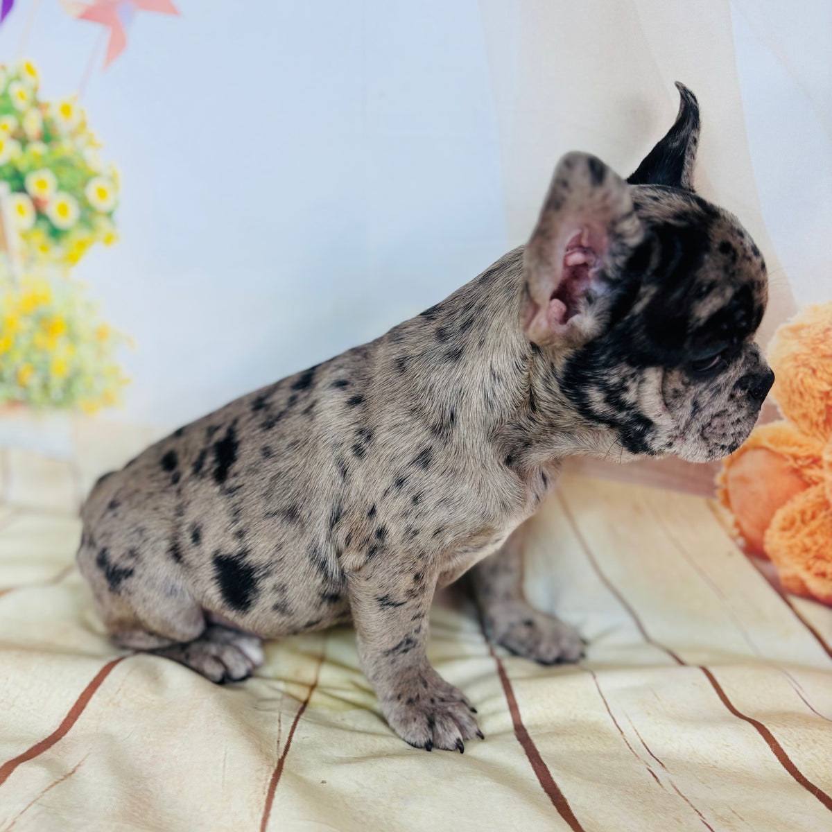 Dolly-French Bulldog-Female-Merle- – TarHeel Bulldogs