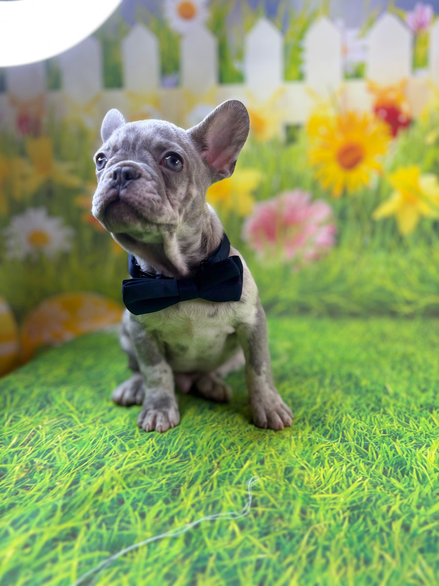 SAGE-French Bulldog-Male-Merle- – TarHeel Bulldogs