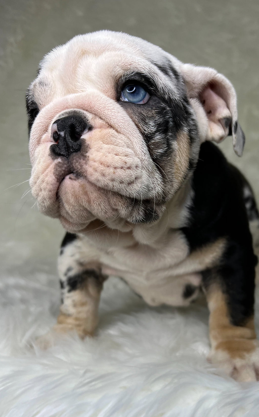 English Bulldog Puppies for Sale in North Carolina – TarHeel Bulldogs