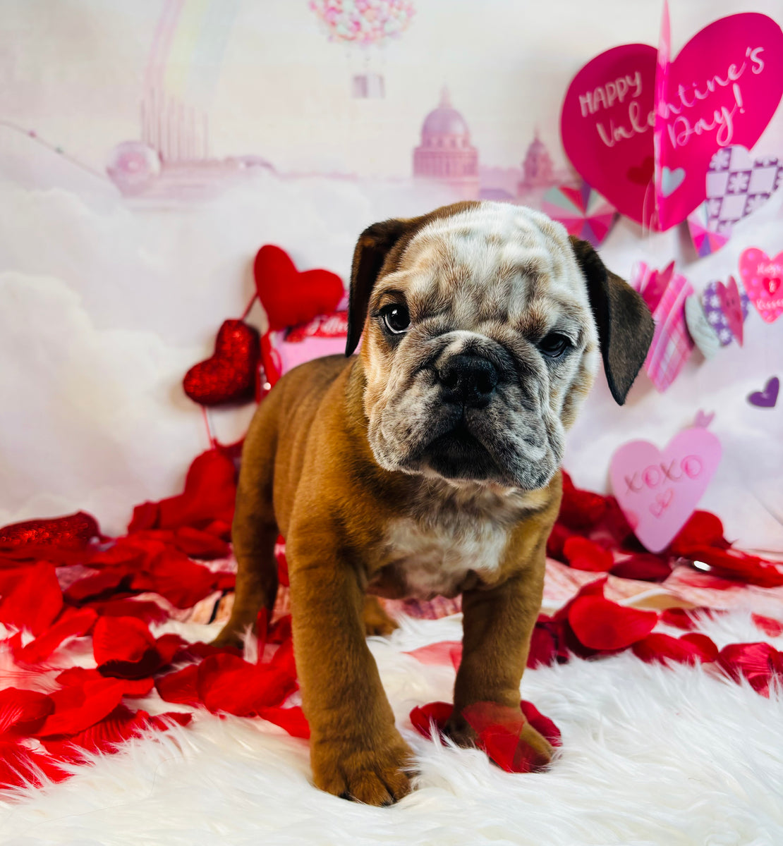 Bjorn-English Bulldog-Male- Tan/white- – TarHeel Bulldogs