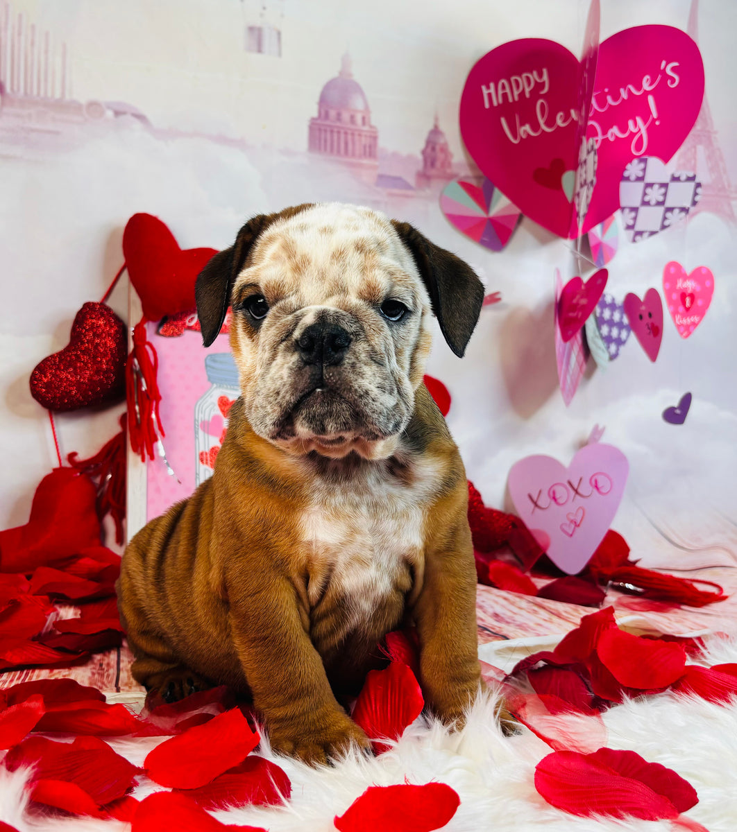 Bjorn-English Bulldog-Male- Tan/white- – TarHeel Bulldogs