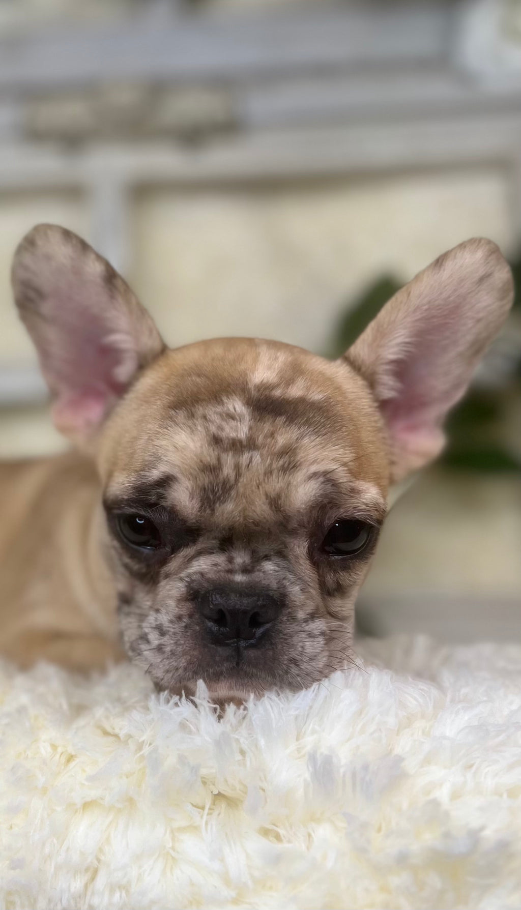 French Bulldog Puppies for Sale in North Carolina – TarHeel Bulldogs