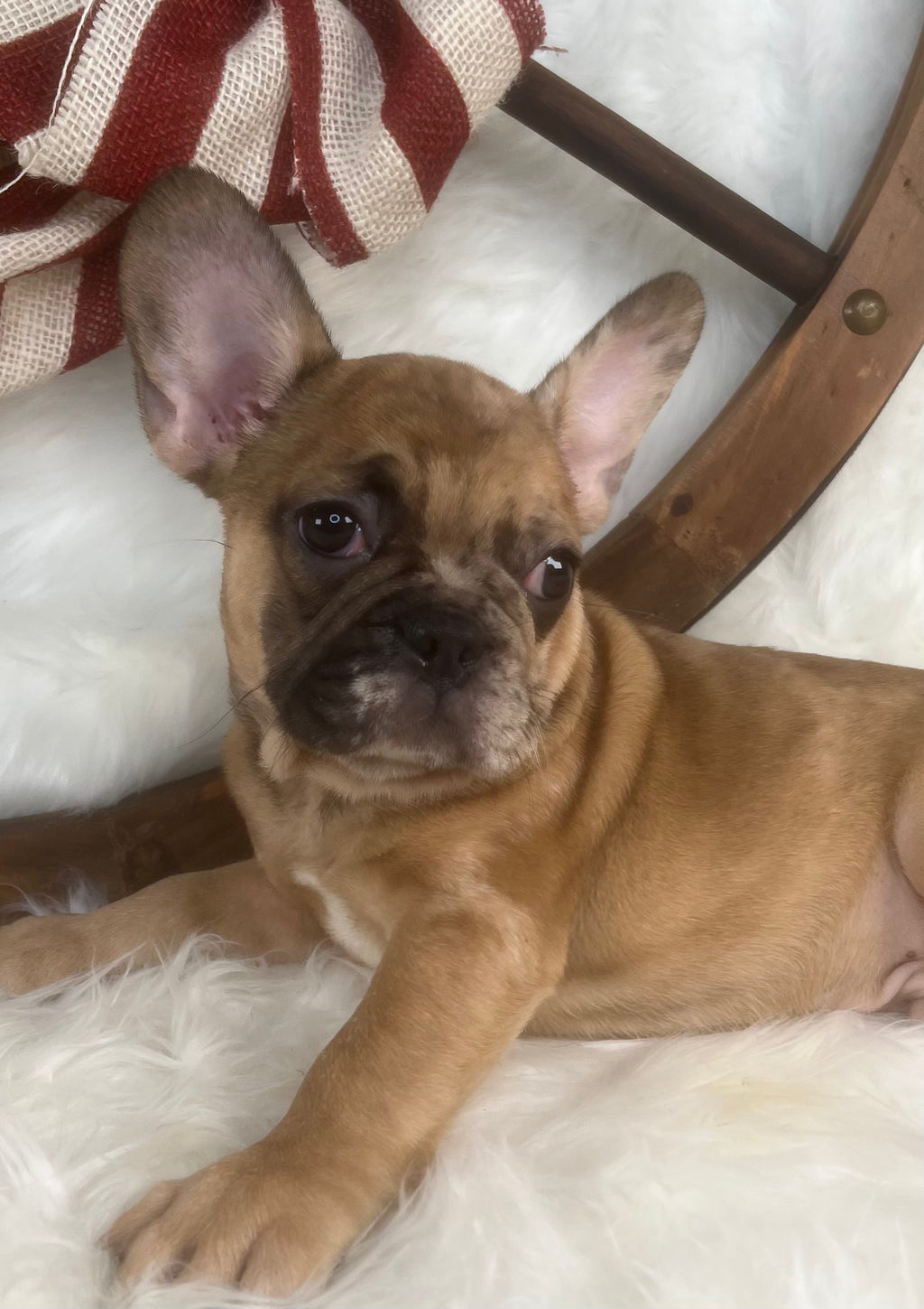 French Bulldog Puppies for Sale in North Carolina – TarHeel Bulldogs