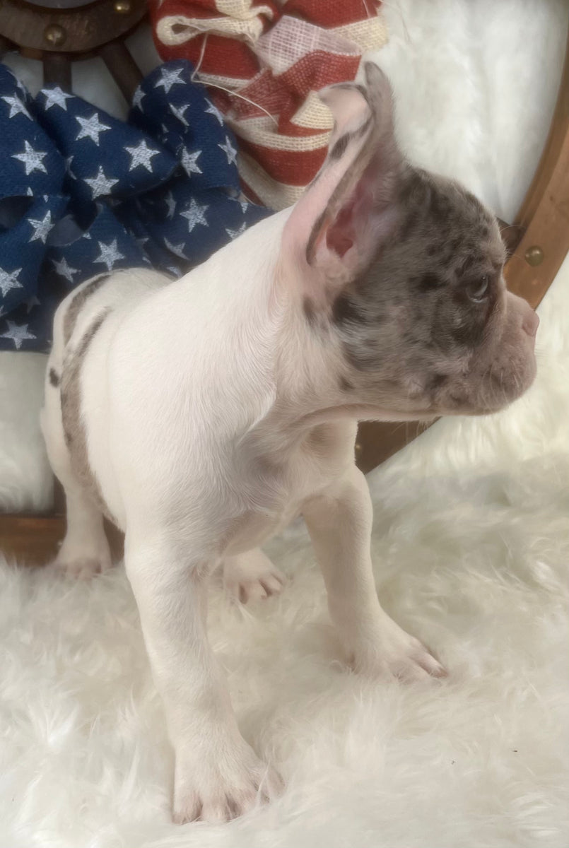 Blue Merle Frenchie Puppy For Sale Near You in Sanford, North Carolina ...