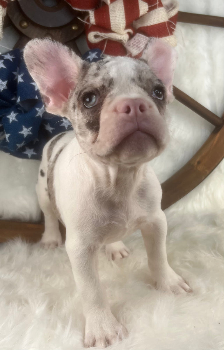 Blue Merle Frenchie Puppy For Sale Near You in Sanford, North Carolina ...
