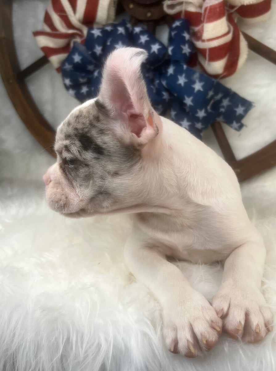 Blue Merle Frenchie Puppy For Sale Near You in Sanford, North Carolina ...