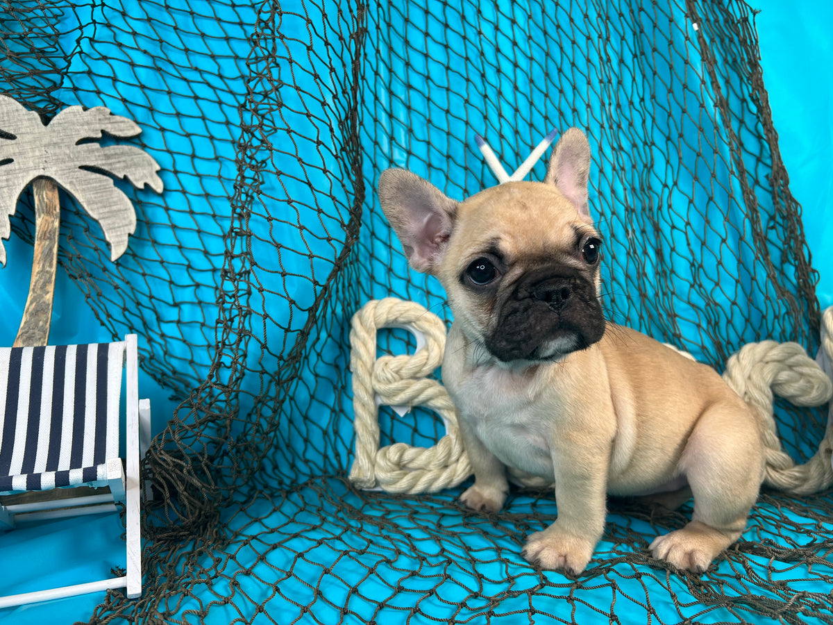 Fawn Frenchie Puppy For Sale Near You in Sanford, North Carolina by ...