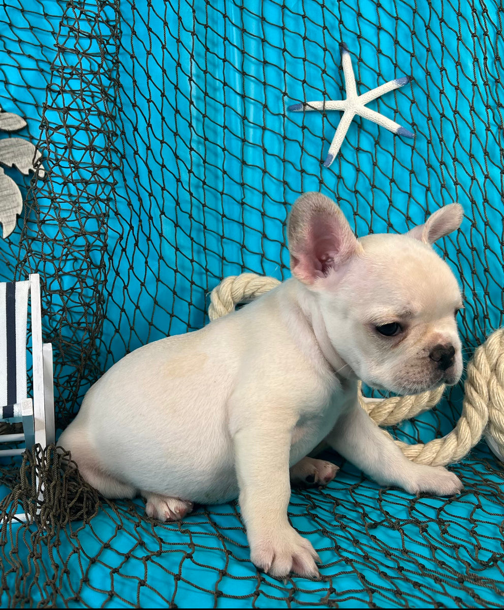 Fawn Frenchie Puppy For Sale Near You in Sanford, North Carolina by ...