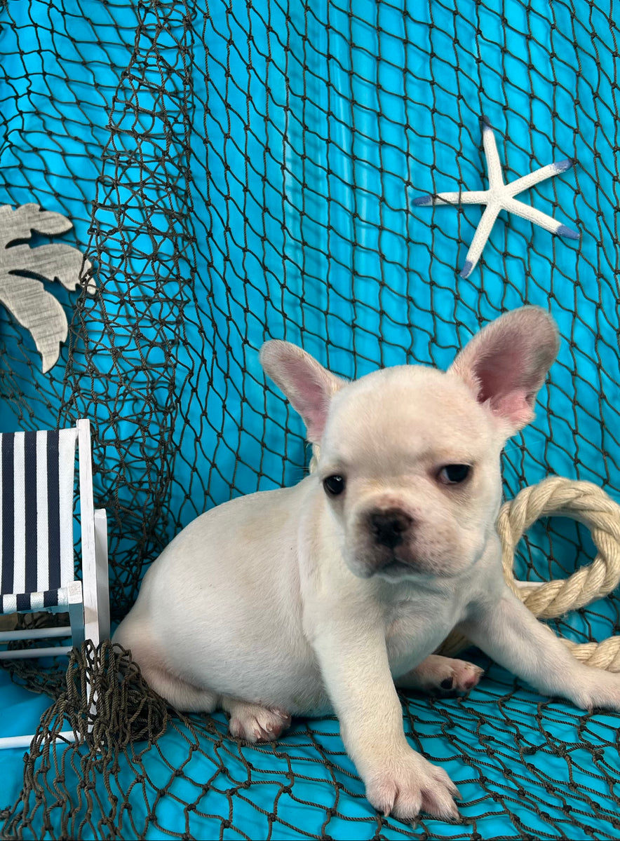 Fawn Frenchie Puppy For Sale Near You in Sanford, North Carolina by ...